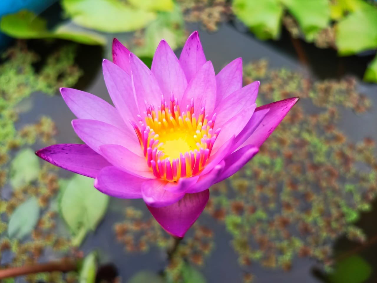 WATER LILLY VIOLET | Ivy Paradise Plan/Online Plant Nursery
