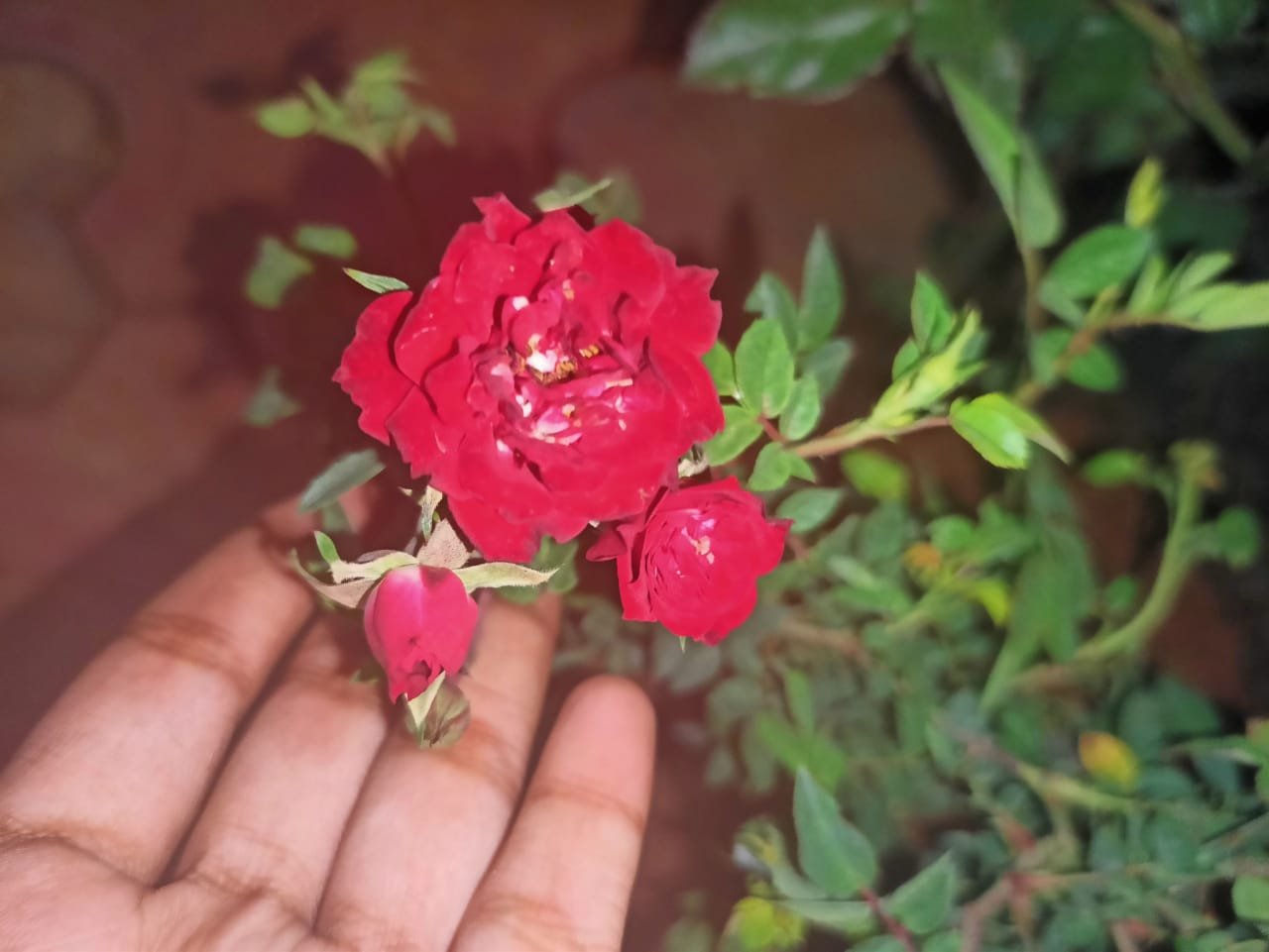 ROSA MOYESI (Rose) – Ivy Paradise Plan/Online Plant Nursery