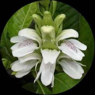 Buy Ayurvedic And Medicinal Plants Online | wide variety