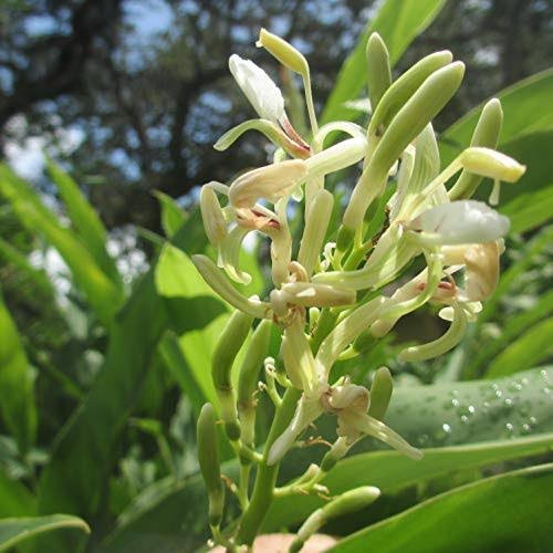 Chittaratha (Rasanathi) | Ivy Paradise Plan/Online Plant Nursery