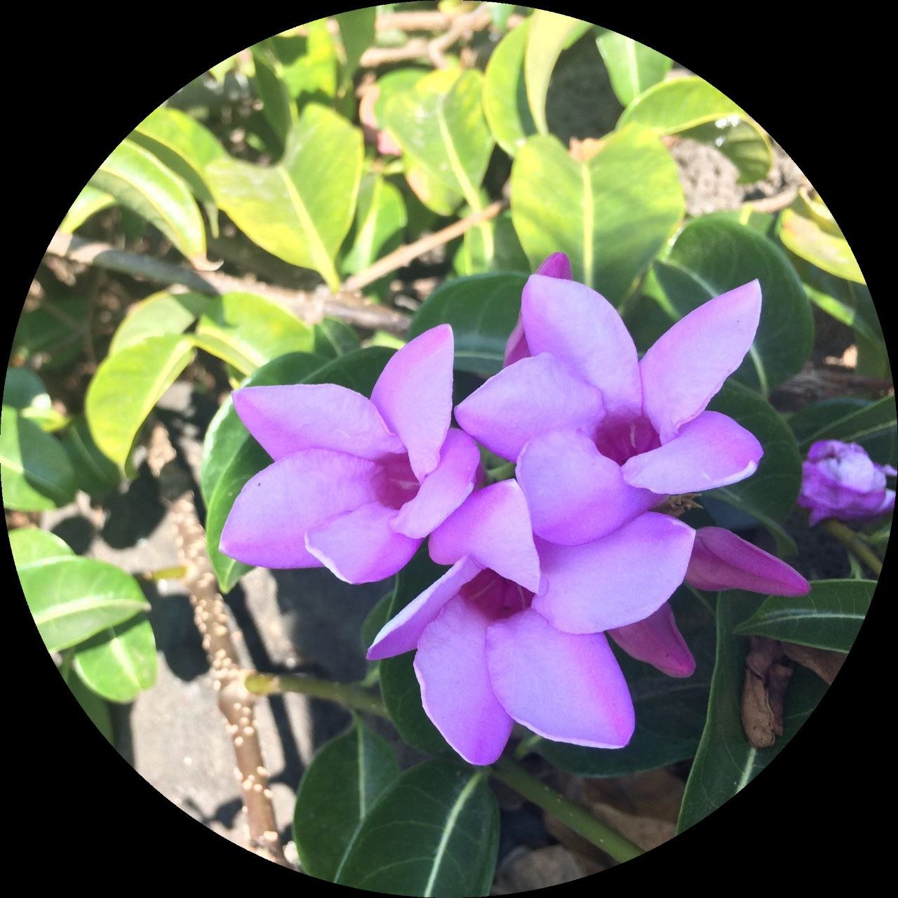 "Buy Madagascar Rubber Vine Flower Plant - Exotic Climber"