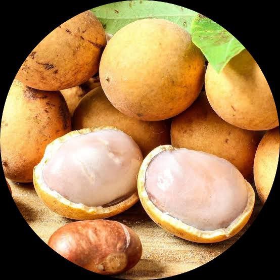Buy Pitombeira (Talisia Esculenta) Exotic Fruit Plant Online