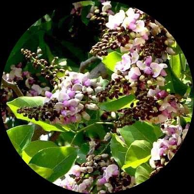 Buy Pongam Tree (Pongamia Pinnata) - Forest Flower Plant