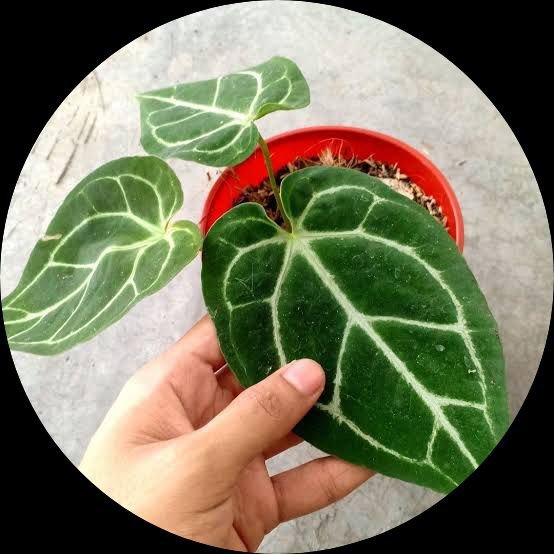 Shop Buy Anthurium Kos x Magnificum – Exotic Foliage Plant