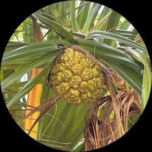 Shop Buy Hala Screw Pine 🌿 Walking Tree Exotic Plant Online