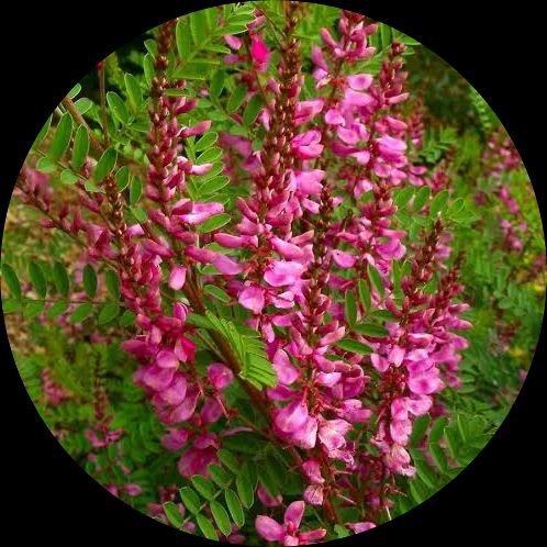 Buy Neelayamari Seeds – Indigofera Tinctoria Medicinal & Dye