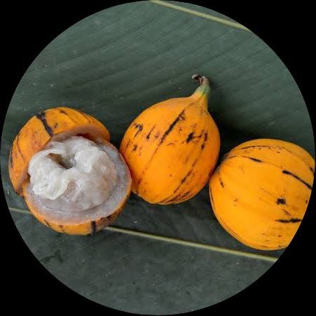 Buy Sambuca Ecuatoriano (Plinia inflata) Fruit Tree Now 🍇🌿