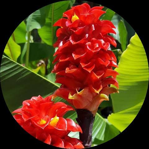Buy Wax Ginger Online – Shop Tropical Cone Ginger Plant 🌿🔥
