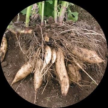 Yacón Plant | Peruvian Ground Apple | Sweet Tuber | Shop Now