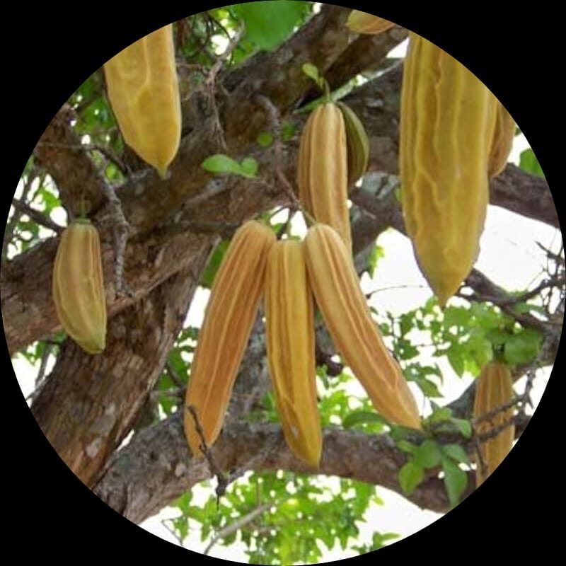 Buy Guajilote Tree (Parmentiera aculeata) | Ivy Paradise