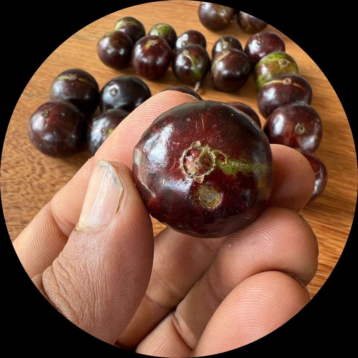 Buy Plinia Dona Gel Jaboticaba Tree | Shop Ivy Paradise Now